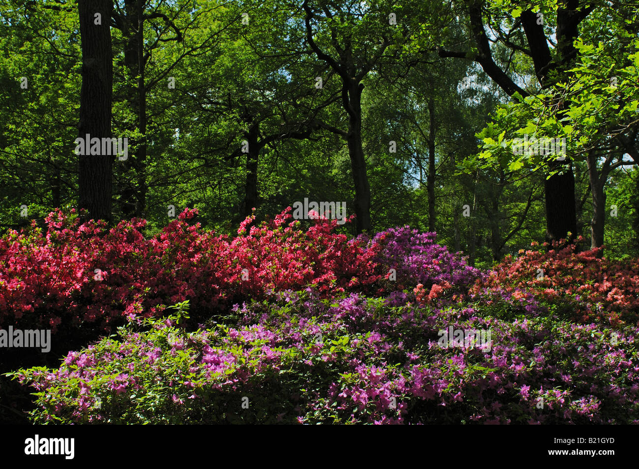 Azalea Isabella Plantation Richmond Park Surrey England Stock Photo - Alamy