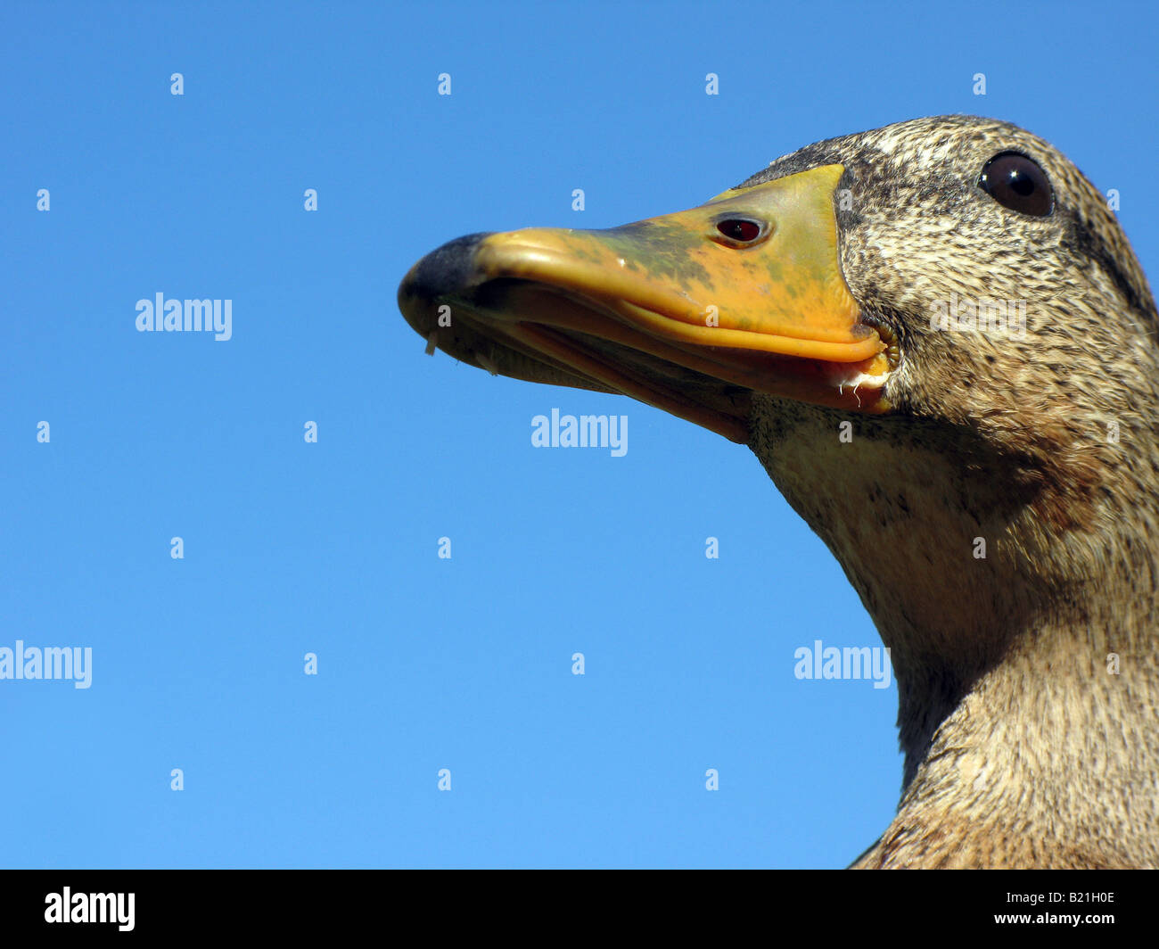 Portrait of a noble looking duck Stock Photo - Alamy