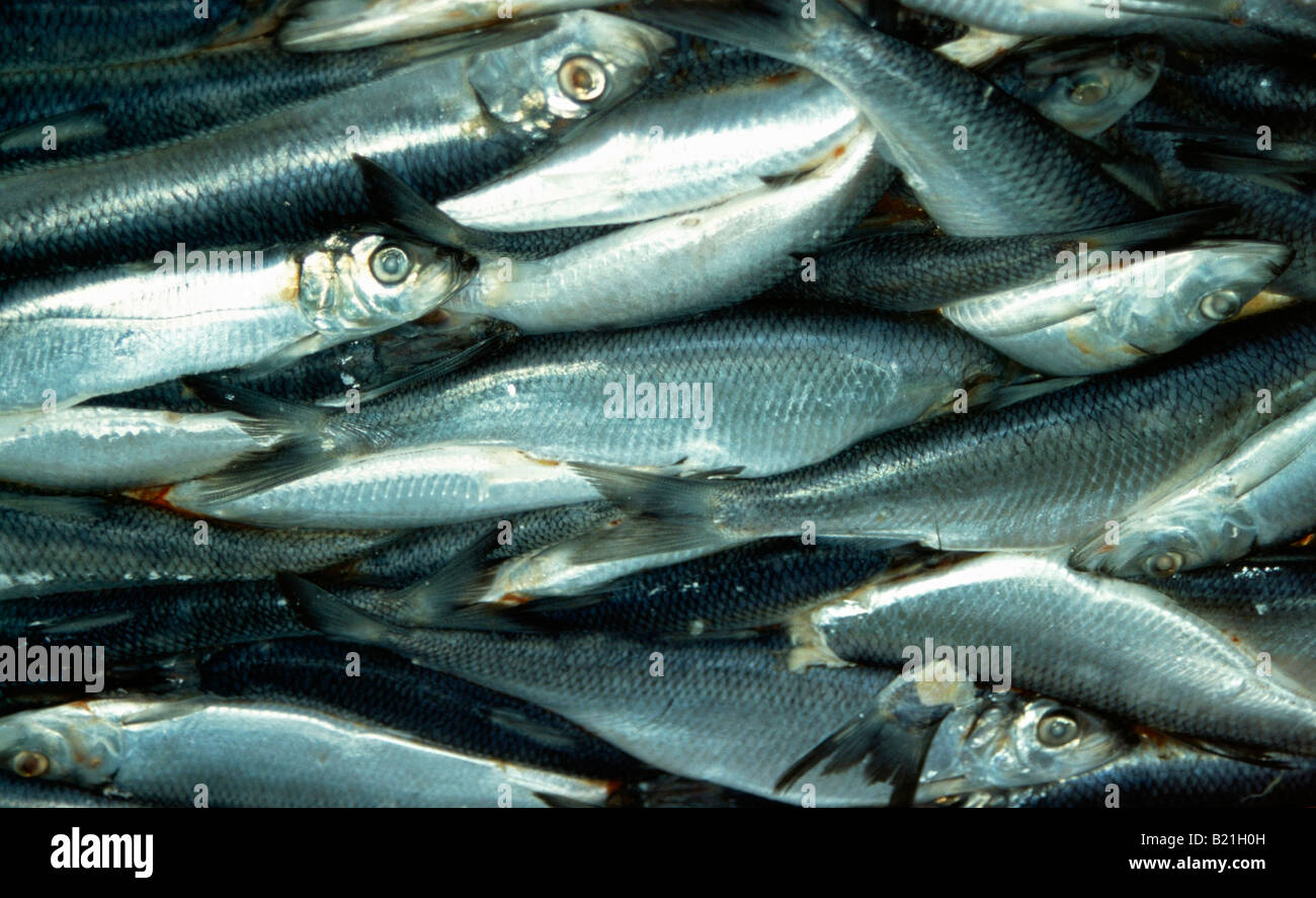 Fish on sale in a market Stock Photo - Alamy