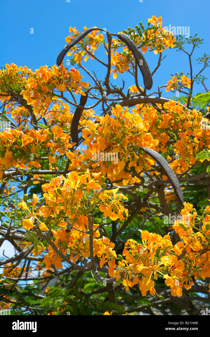 Yellow Flamboyant Tree