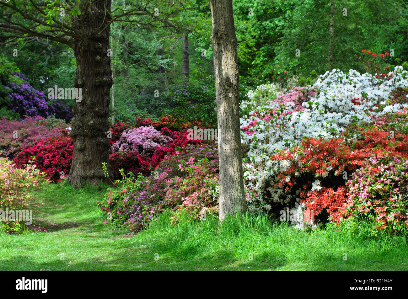 Azalea Isabella Plantation Richmond Park Surrey England Stock Photo - Alamy