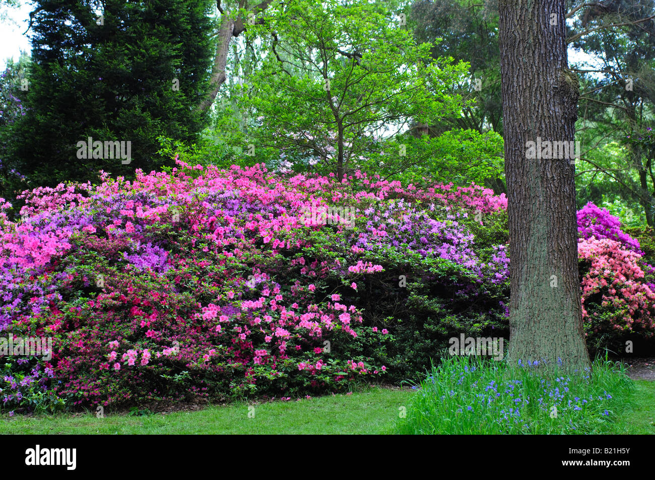 Azalea Isabella Plantation Richmond Park Surrey England Stock Photo - Alamy