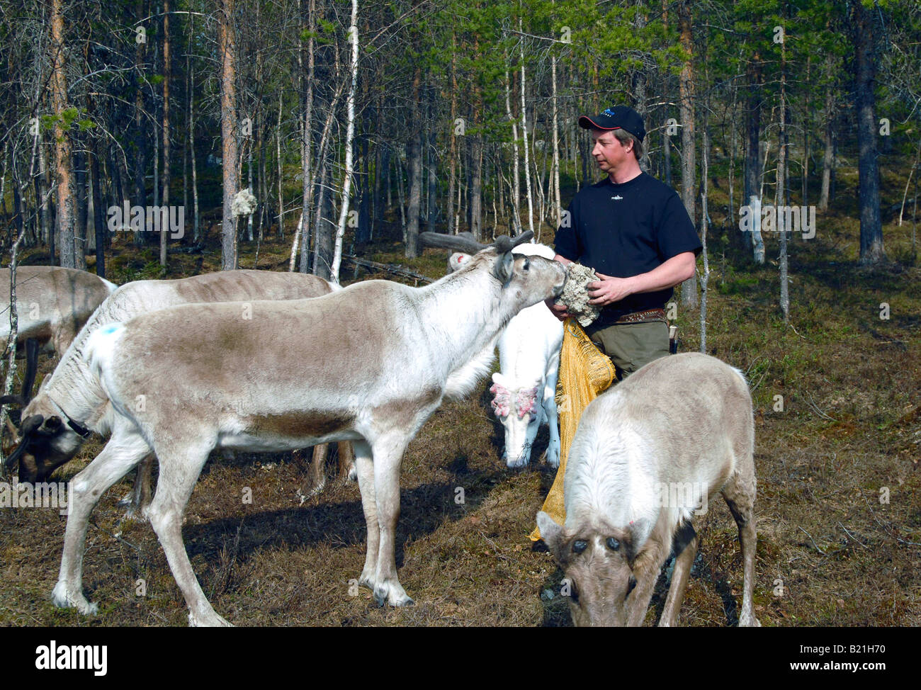 Reindeer farmer hi-res stock photography and images - Alamy