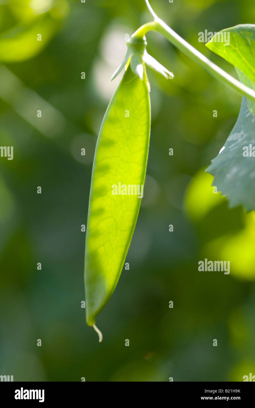 single pea pod against the light Stock Photo - Alamy