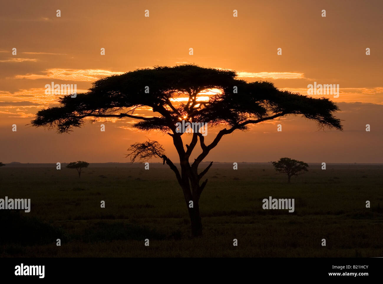 Acacia tree serengeti hi-res stock photography and images - Alamy
