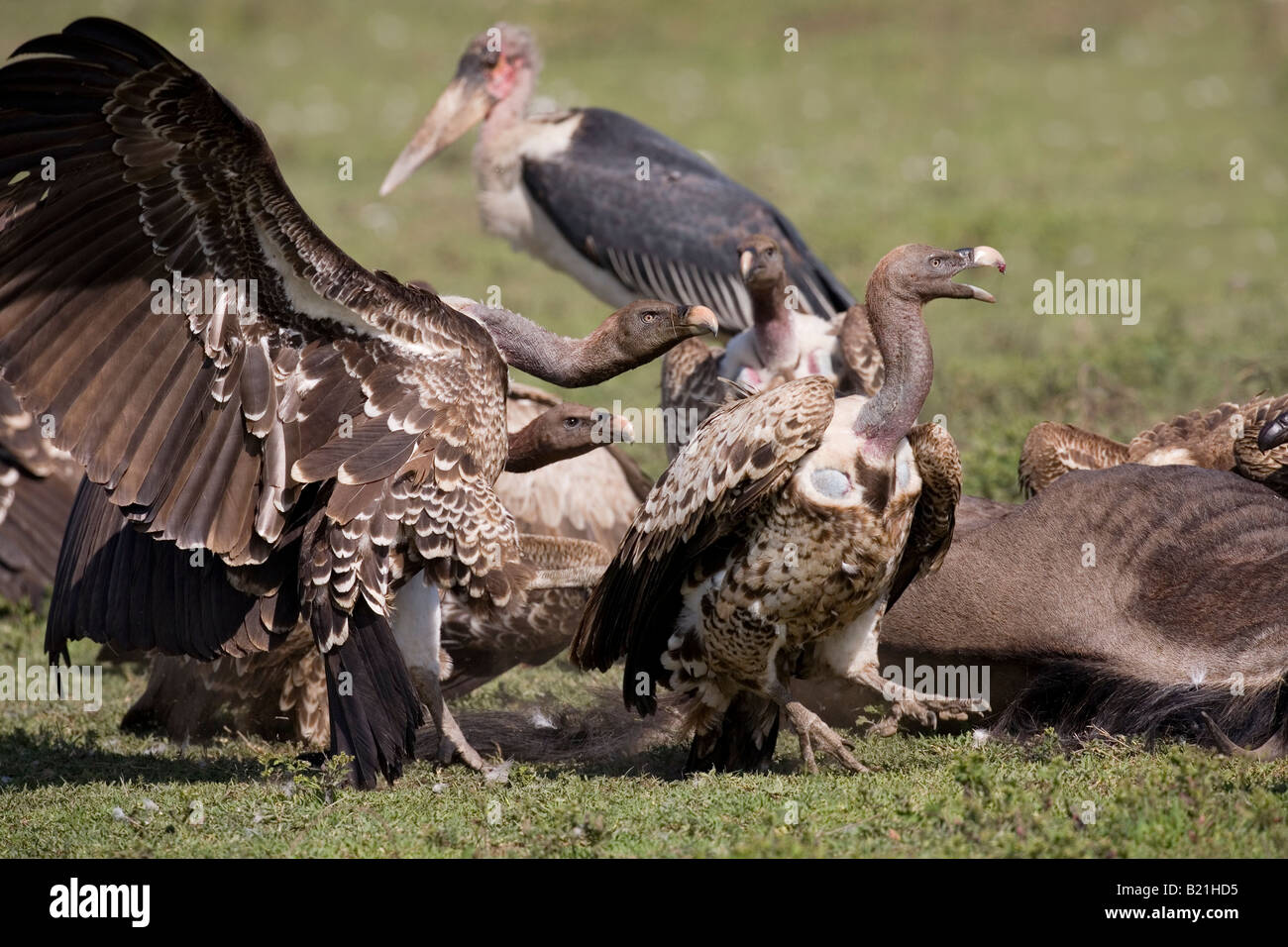 Vulture death vultures africa hi-res stock photography and images - Alamy