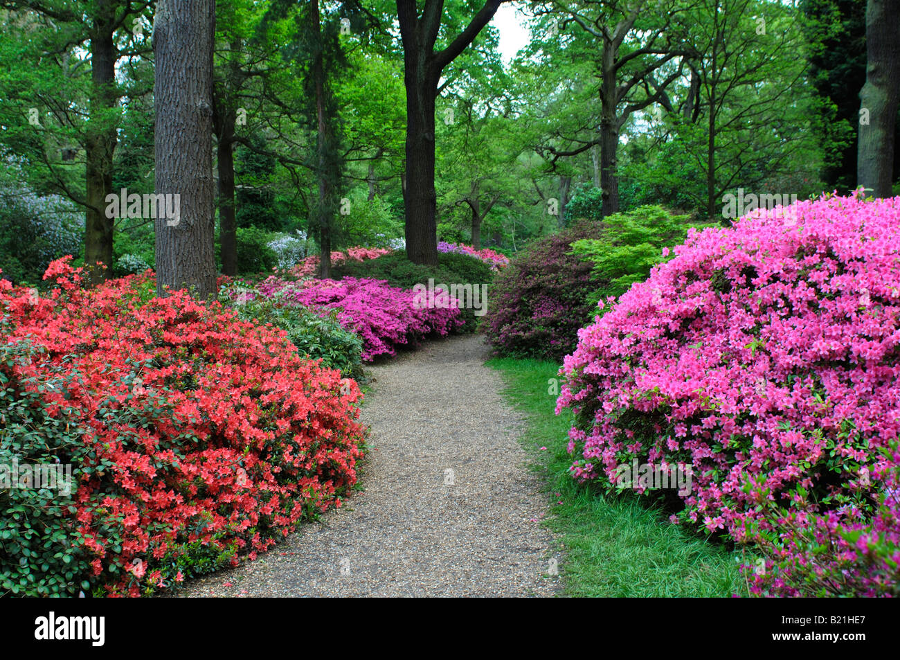 Azalea Isabella Plantation Richmond Park Surrey England Stock Photo - Alamy