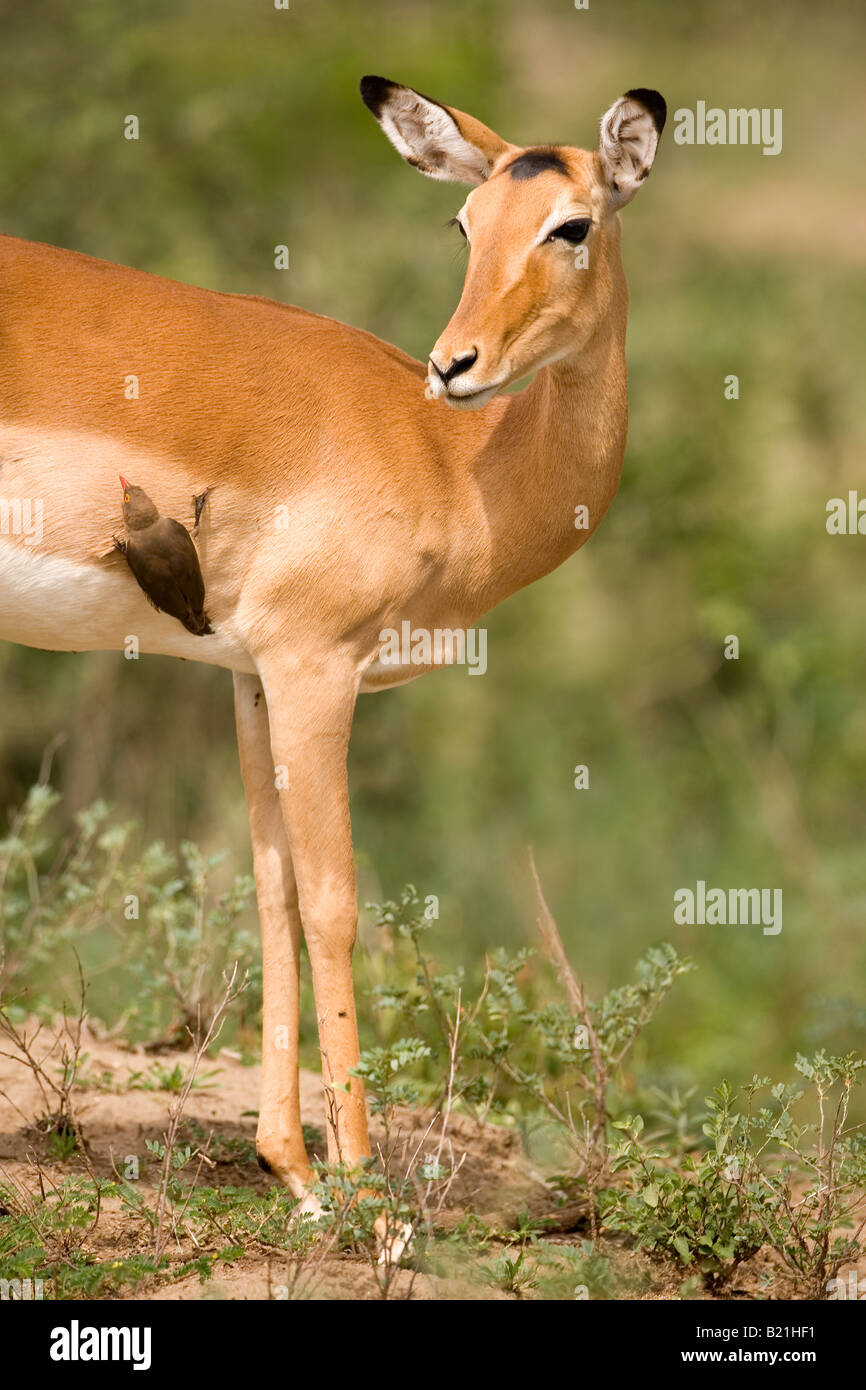 Impala bird hi-res stock photography and images - Alamy