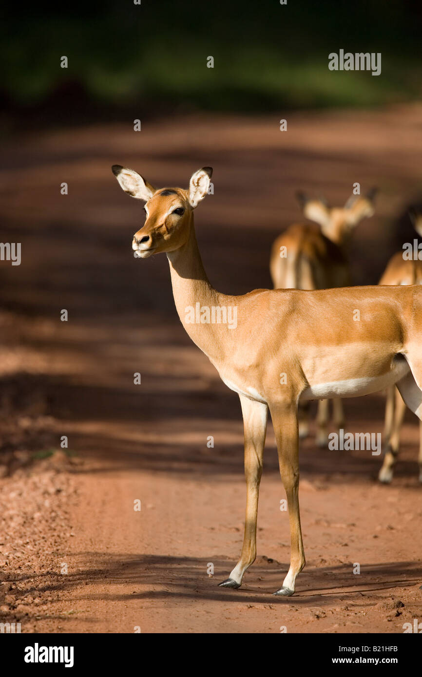Female Impala Aepyceros melampus Lake Manyara National Park Tanzania ...