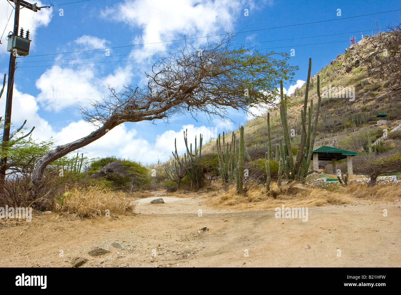 Aruba tree hi-res stock photography and images - Alamy