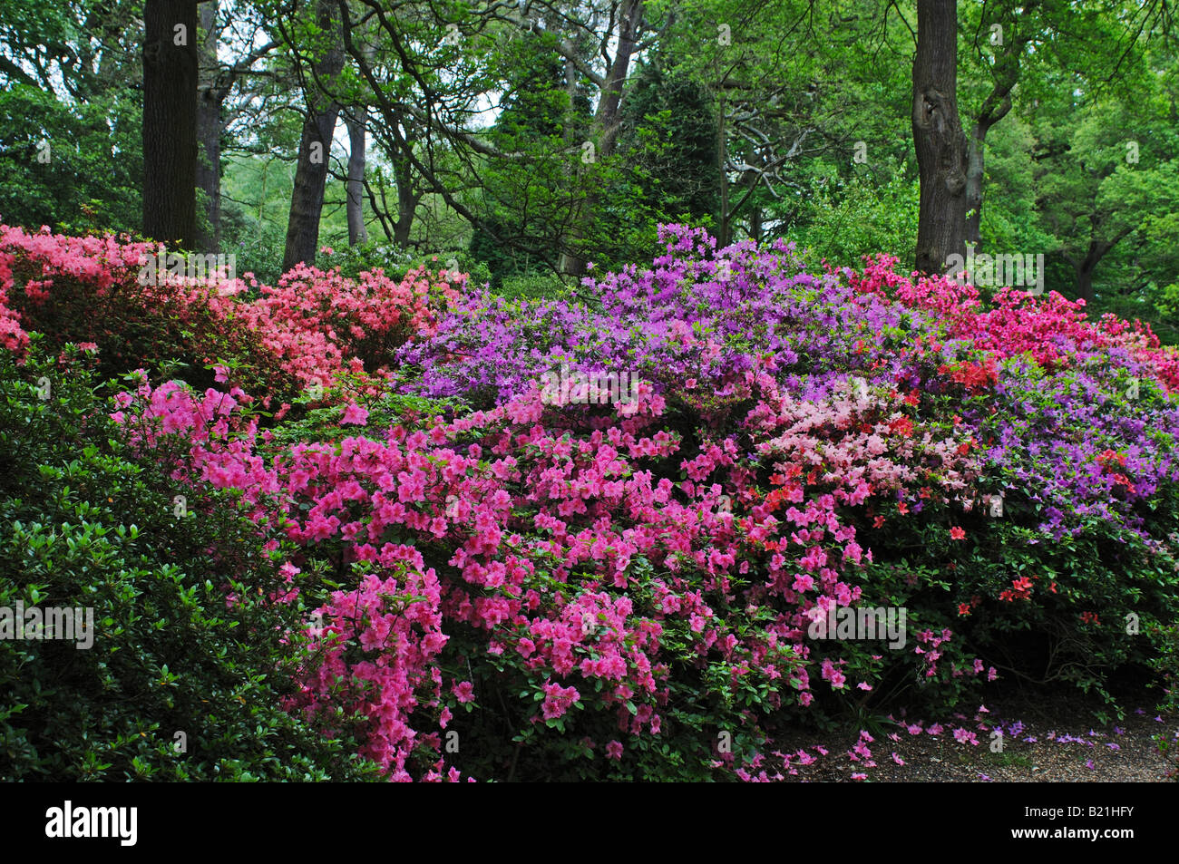 Azalea Isabella Plantation Richmond Park Surrey England Stock Photo - Alamy