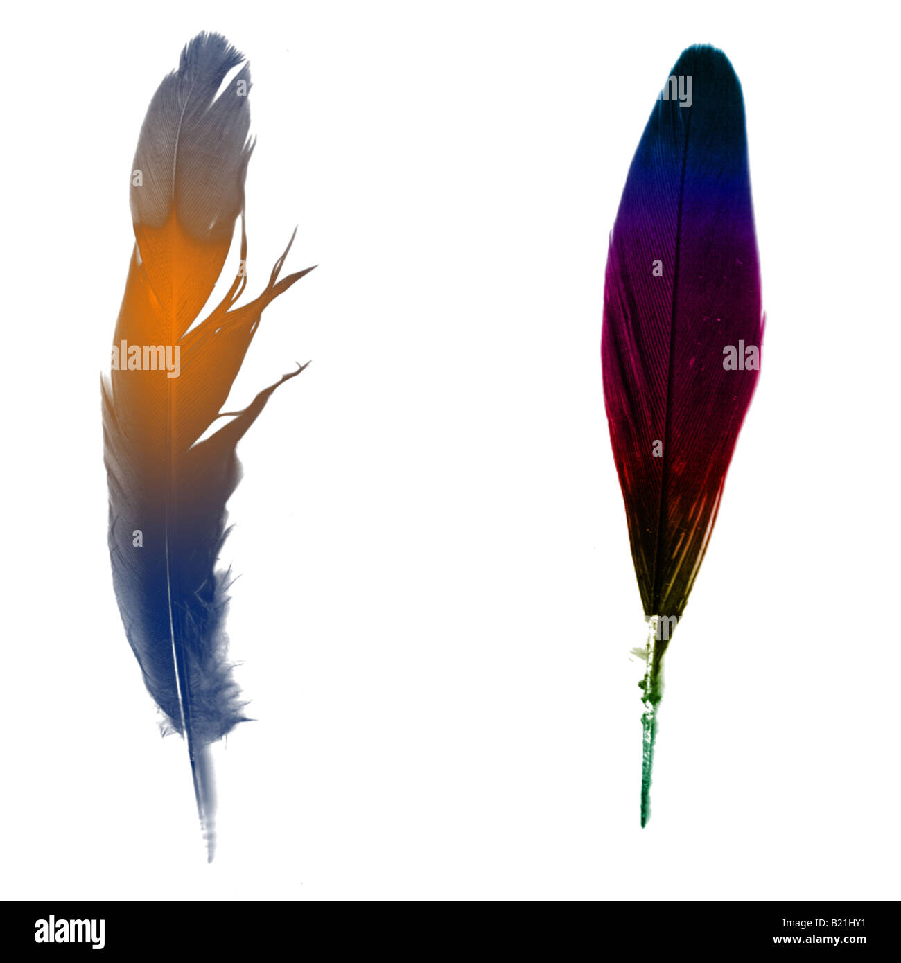 The bird s feather abstract color Stock Photo - Alamy