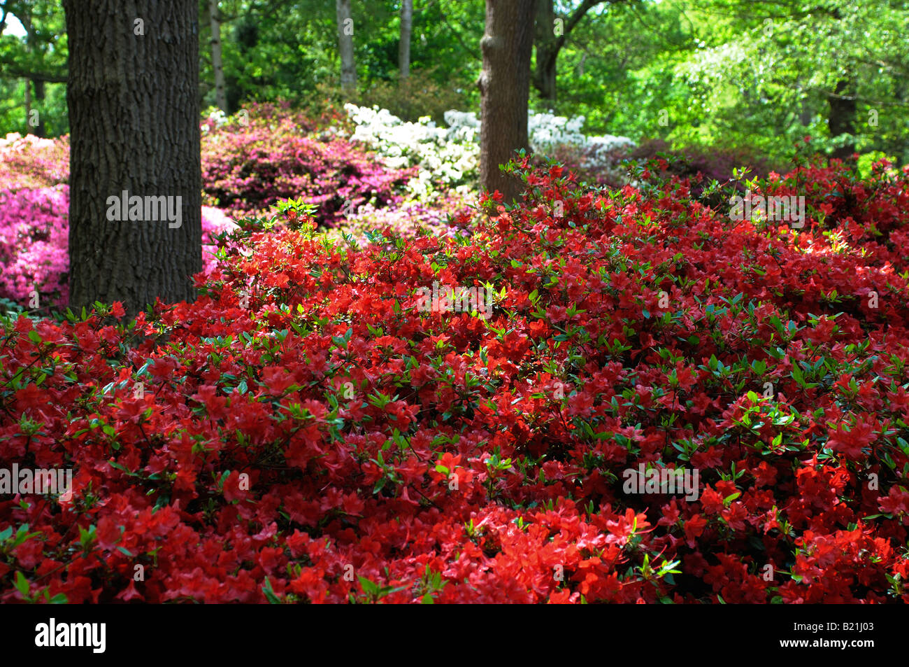 Azalea Isabella Plantation Richmond Park Surrey England Stock Photo - Alamy