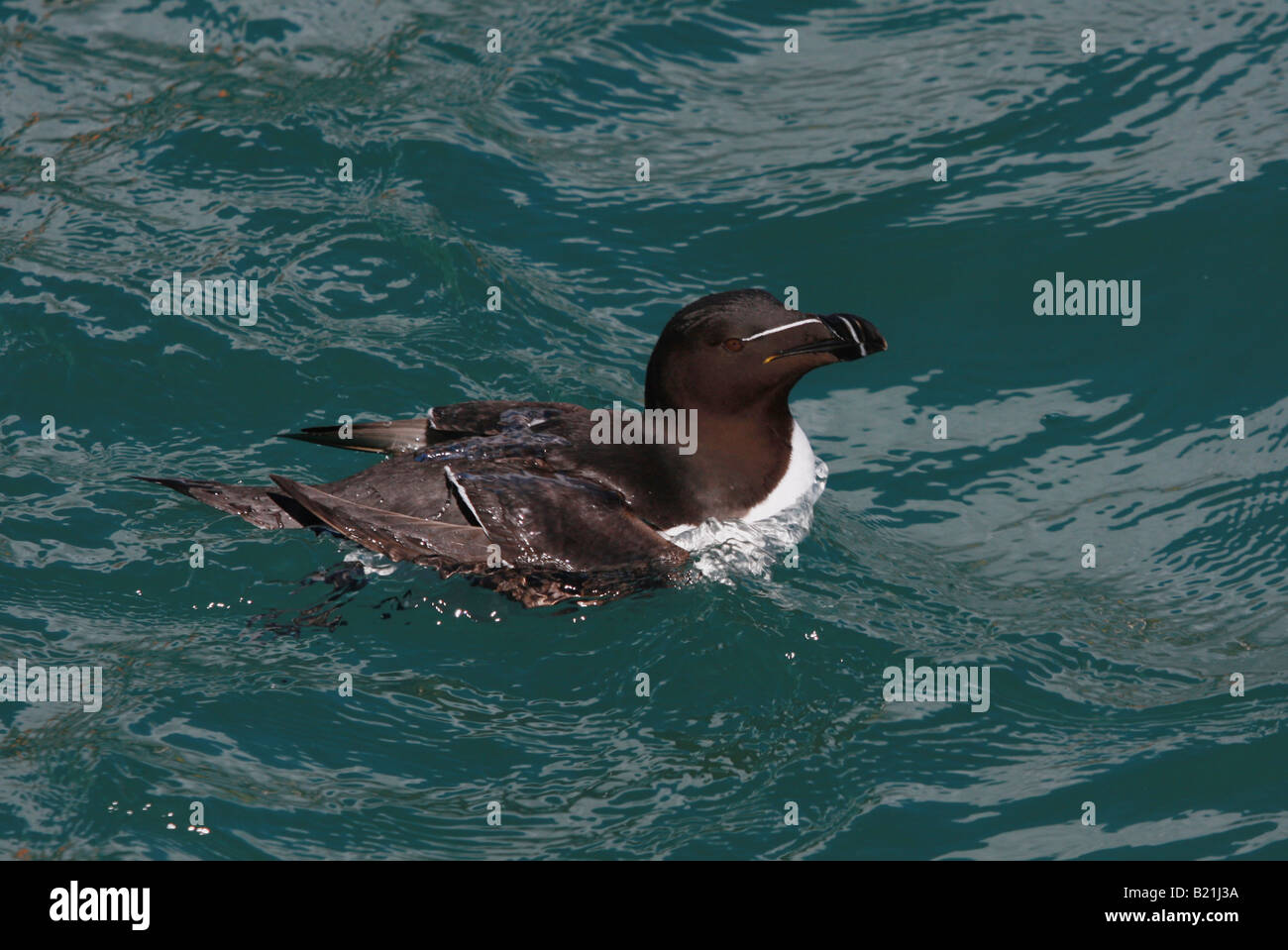 Razorbill swimming on the sea Stock Photo - Alamy