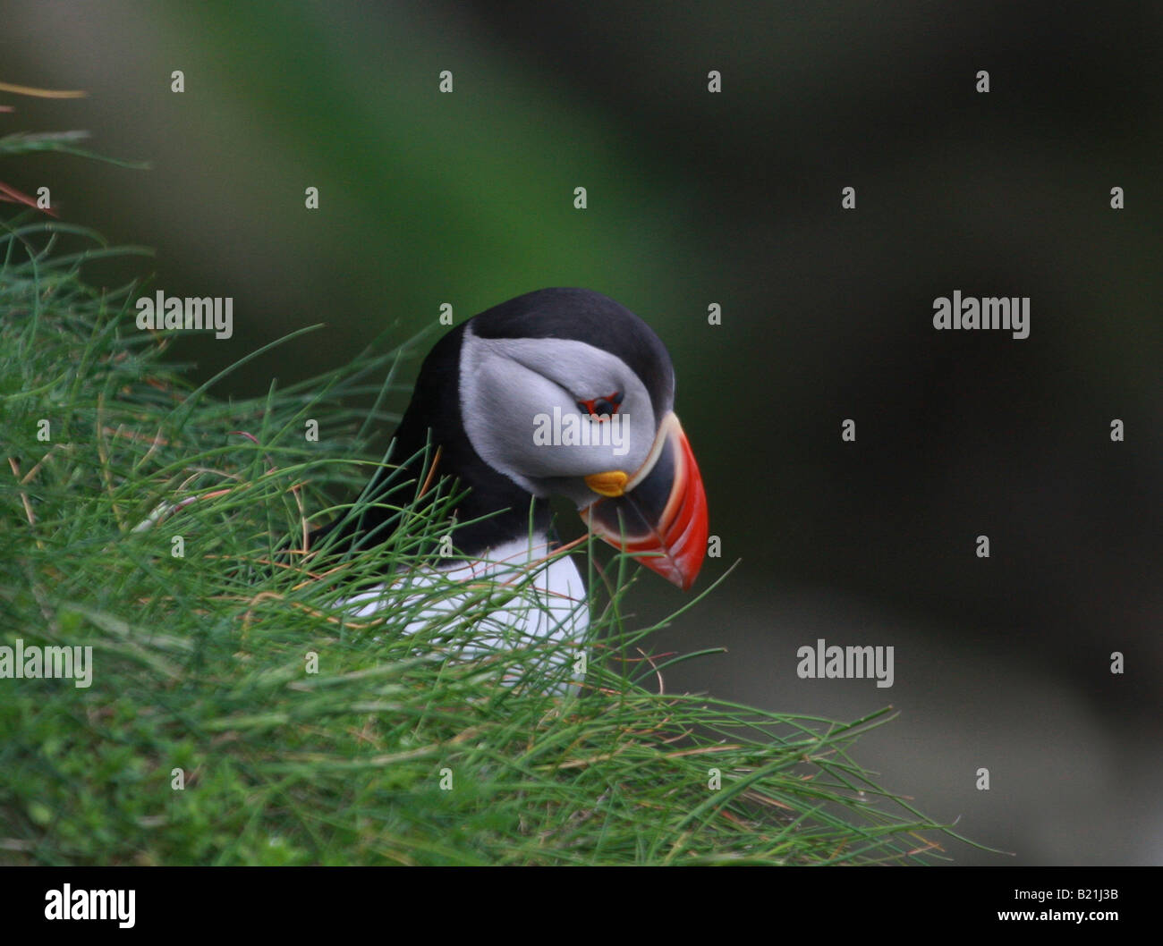 Puffin head hi-res stock photography and images - Alamy