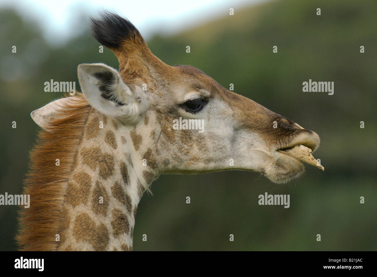 Giraffe Giraffa cameleopardalis tallest African mammal large neck long ...