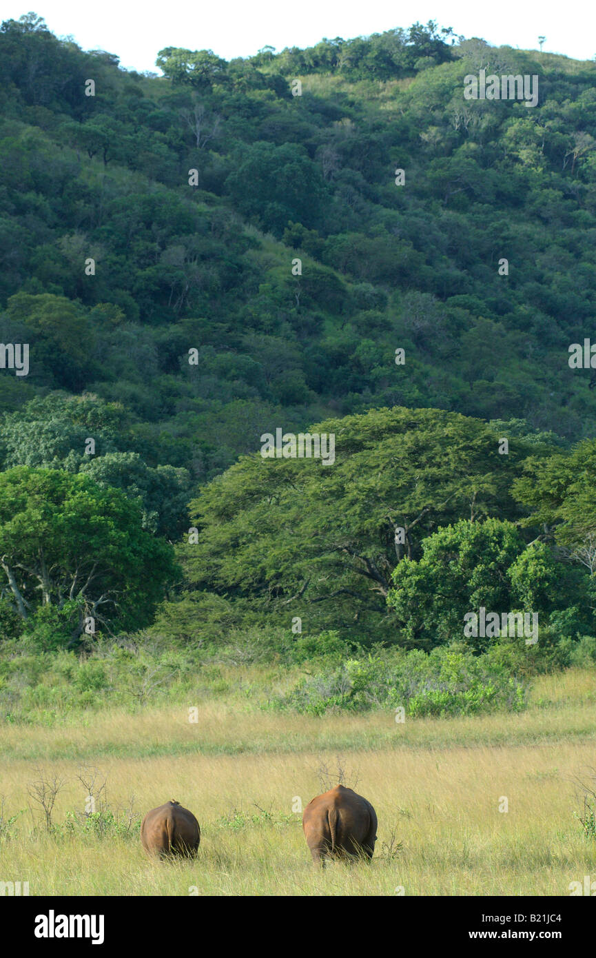 Hluhluwe-Imfolozi National Park has one of the highest populations of ...