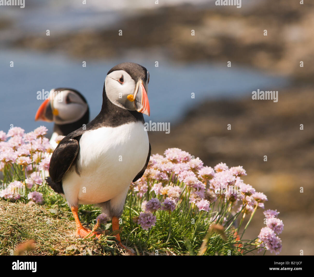 Two Puffins and Flowers Stock Photo - Alamy