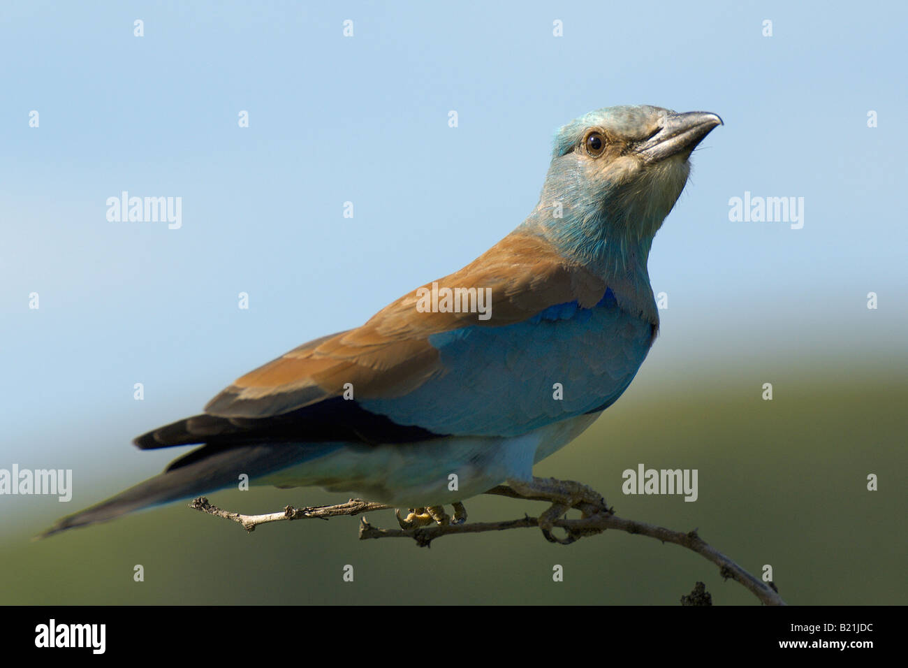 African european roller hi-res stock photography and images - Alamy