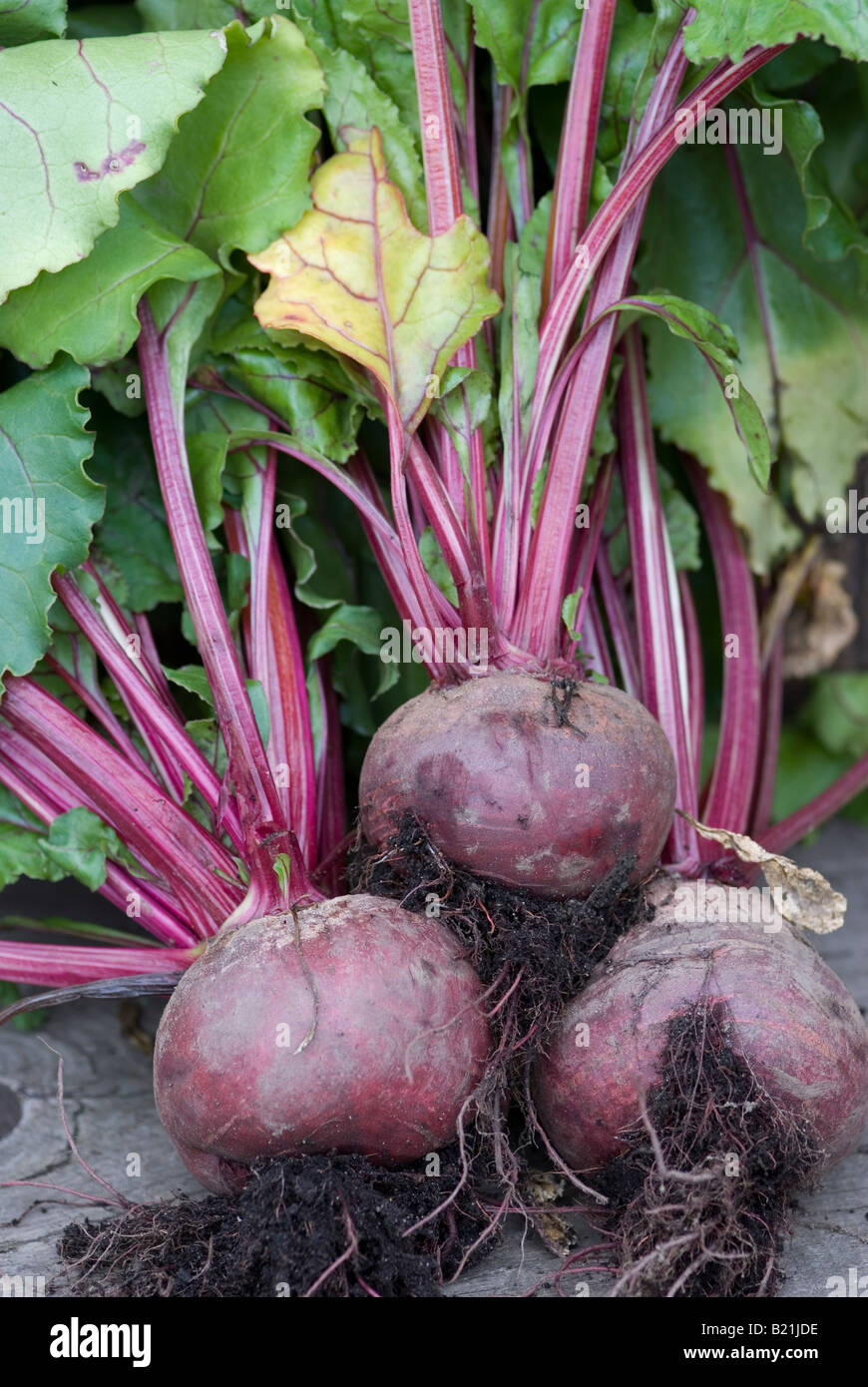 Boltardy beetroot hi-res stock photography and images - Alamy