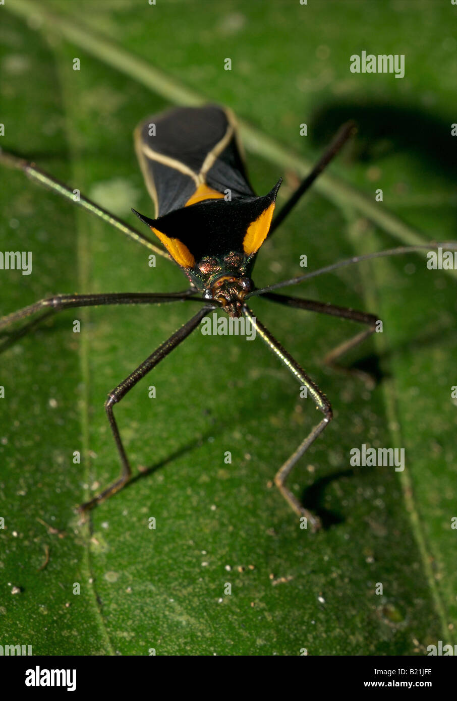 Rainforest Huge Bugs