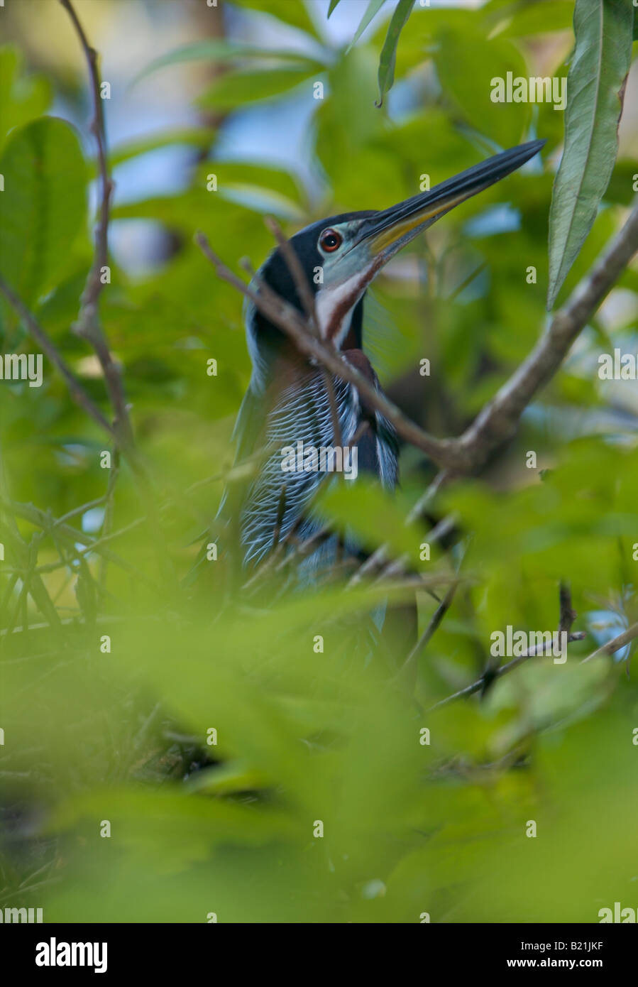 Agamia Agami High Resolution Stock Photography and Images - Alamy