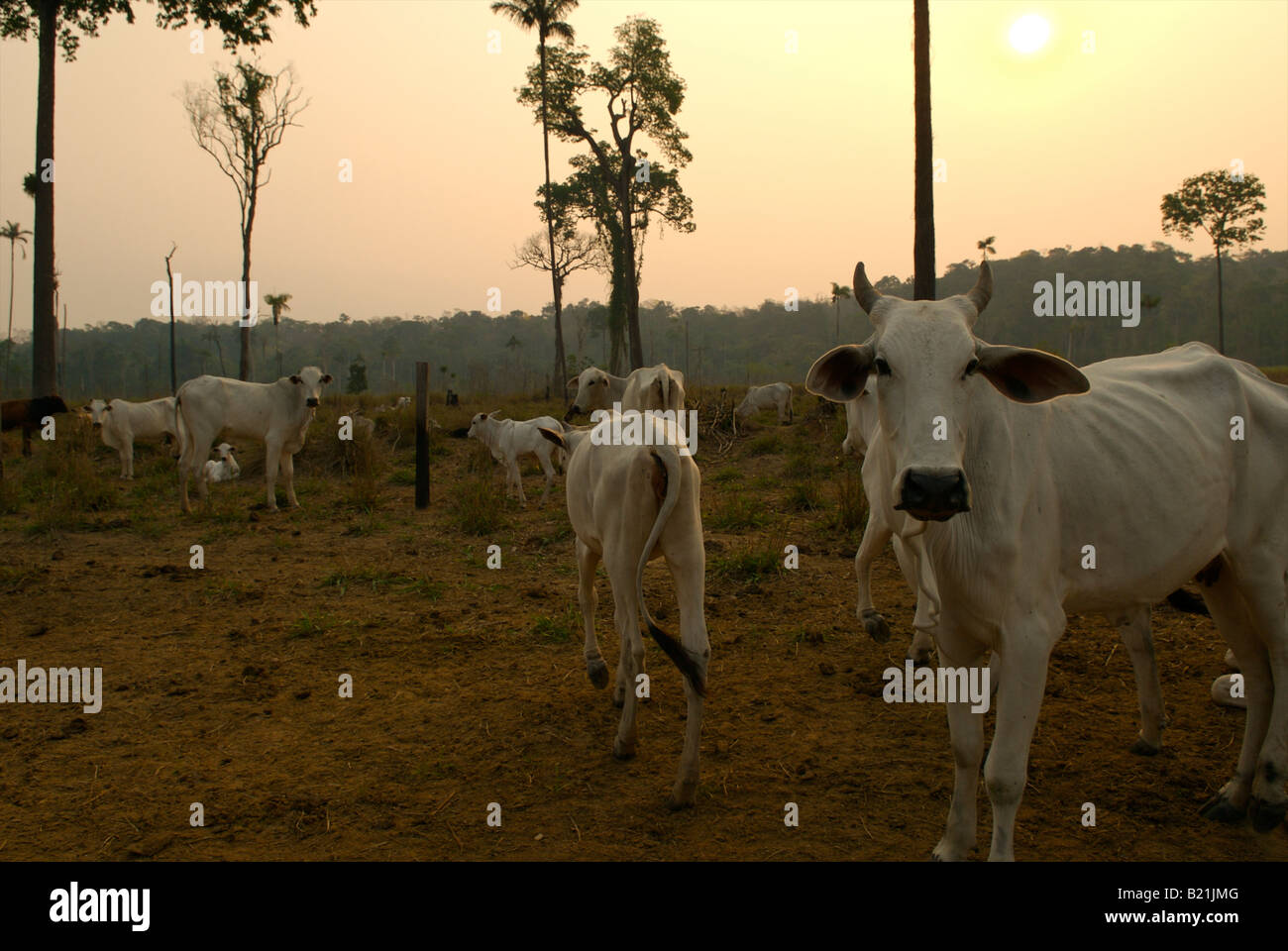 Brazil deforestation cattle ranching hi-res stock photography and ...