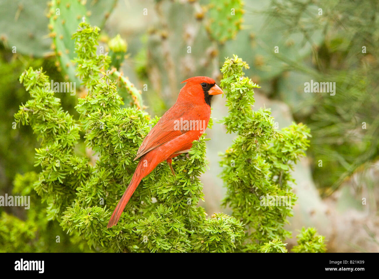 Northern Cardinal Cardinalis cardinalis Stock Photo - Alamy