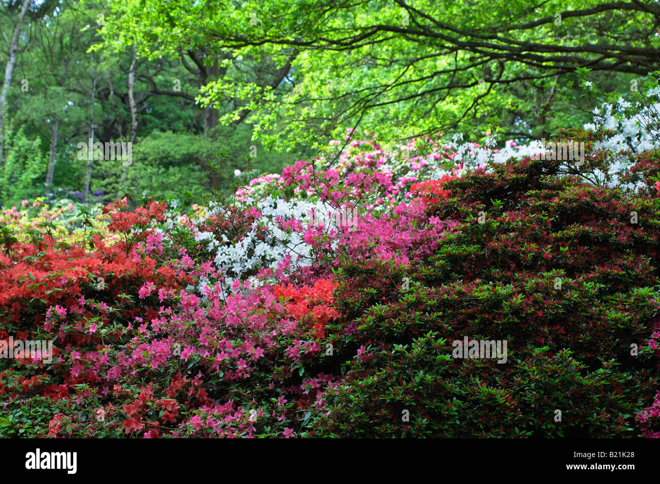 Azalea Isabella Plantation Richmond Park Surrey England Stock Photo - Alamy