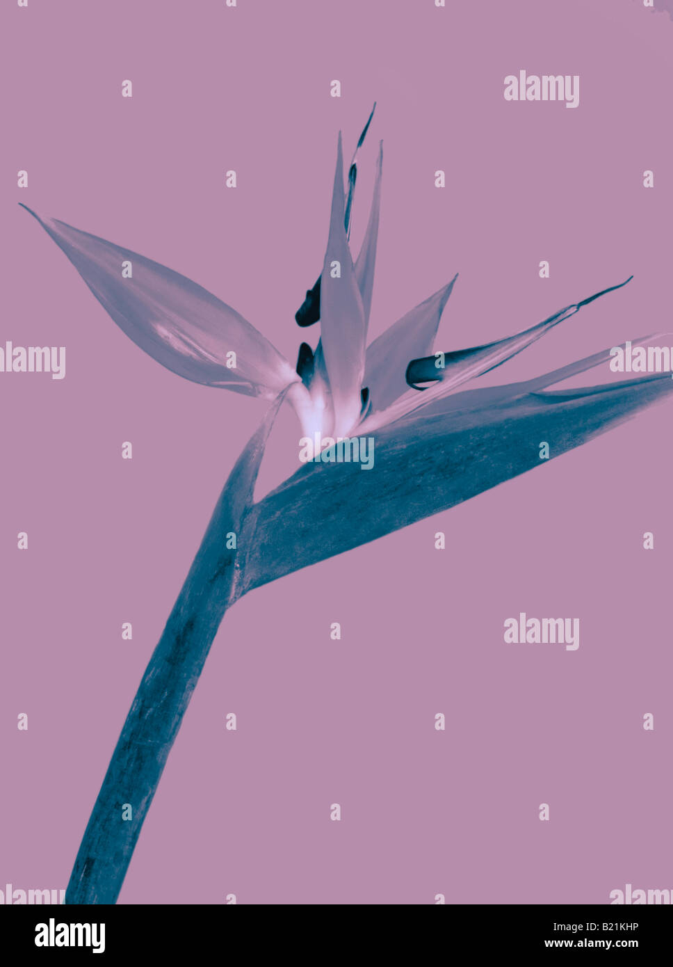 Lily bird of paradise hi-res stock photography and images - Alamy