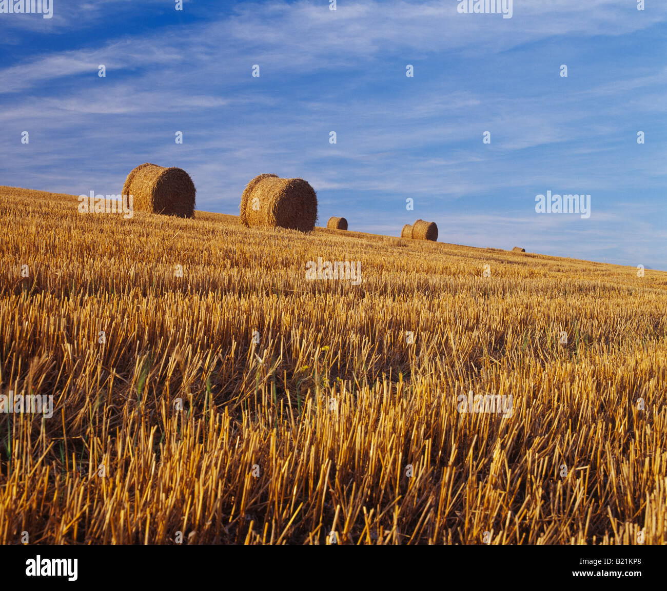 rolls of hay in field, France Stock Photo - Alamy