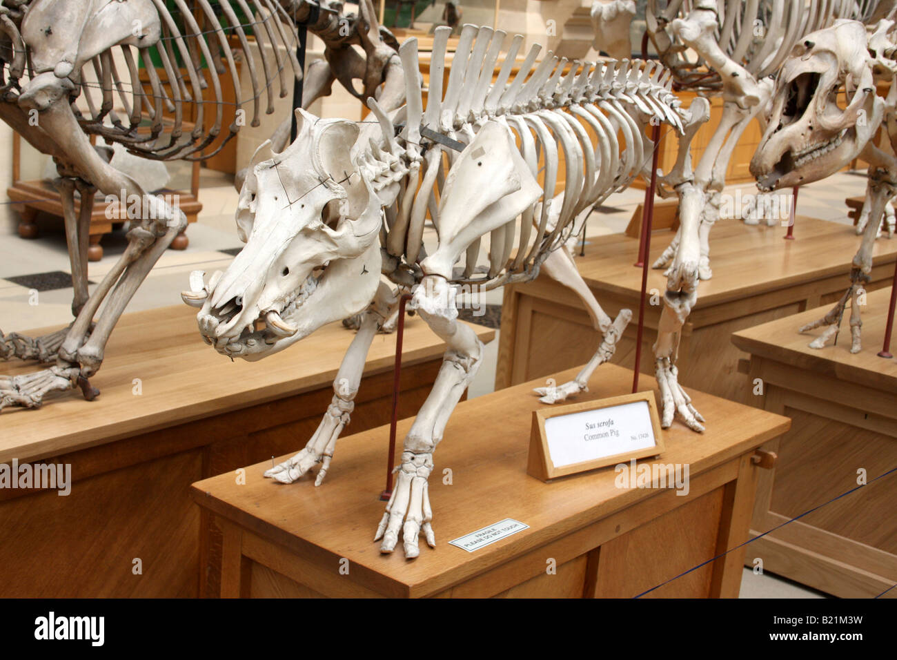 Pig Skeleton Stock Photos & Pig Skeleton Stock Images - Alamy