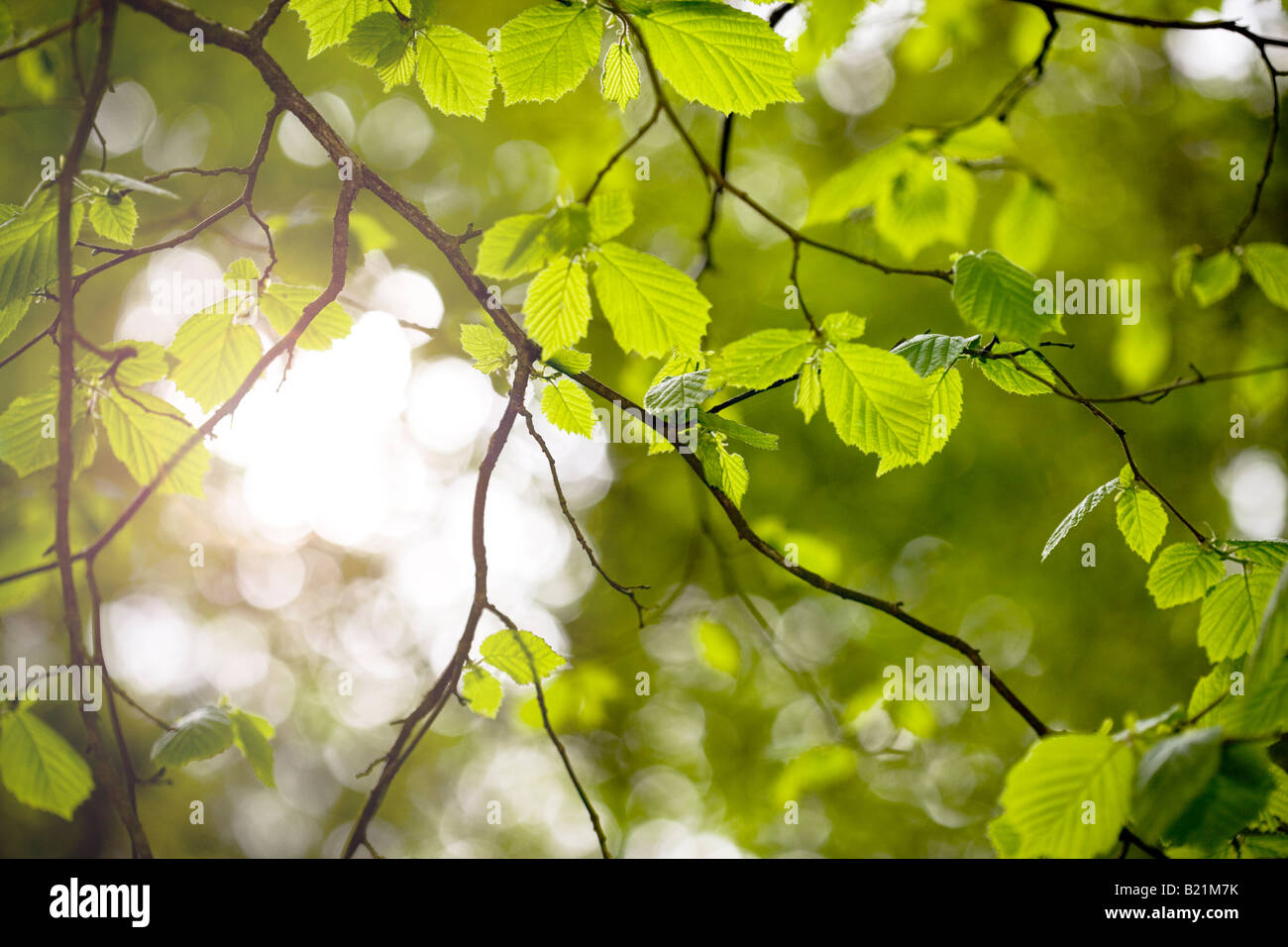 Summer leaves and foliage shot woodland in the British Isles Stock ...
