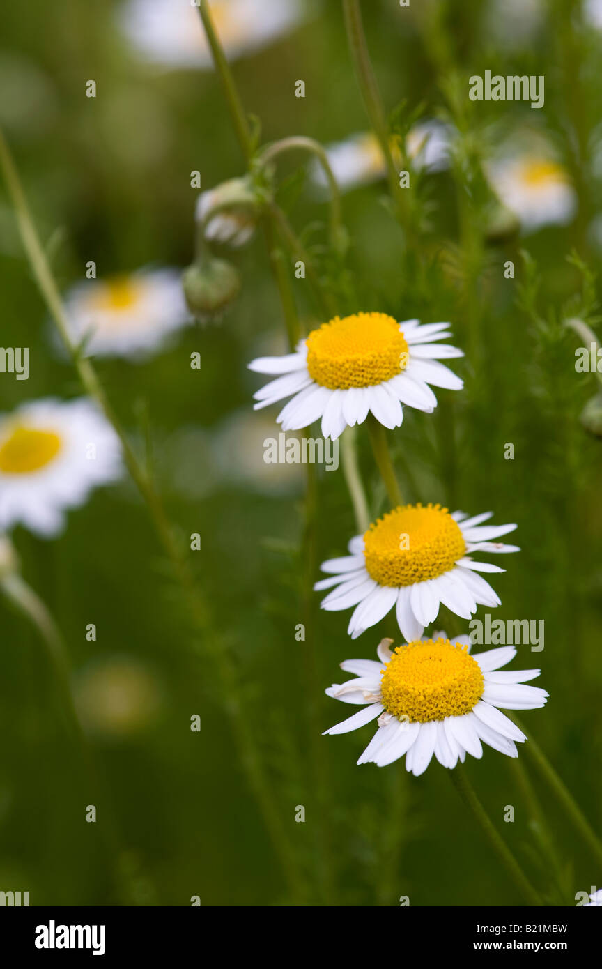 English chamomile flowers anthemis nobilis hi-res stock photography and ...