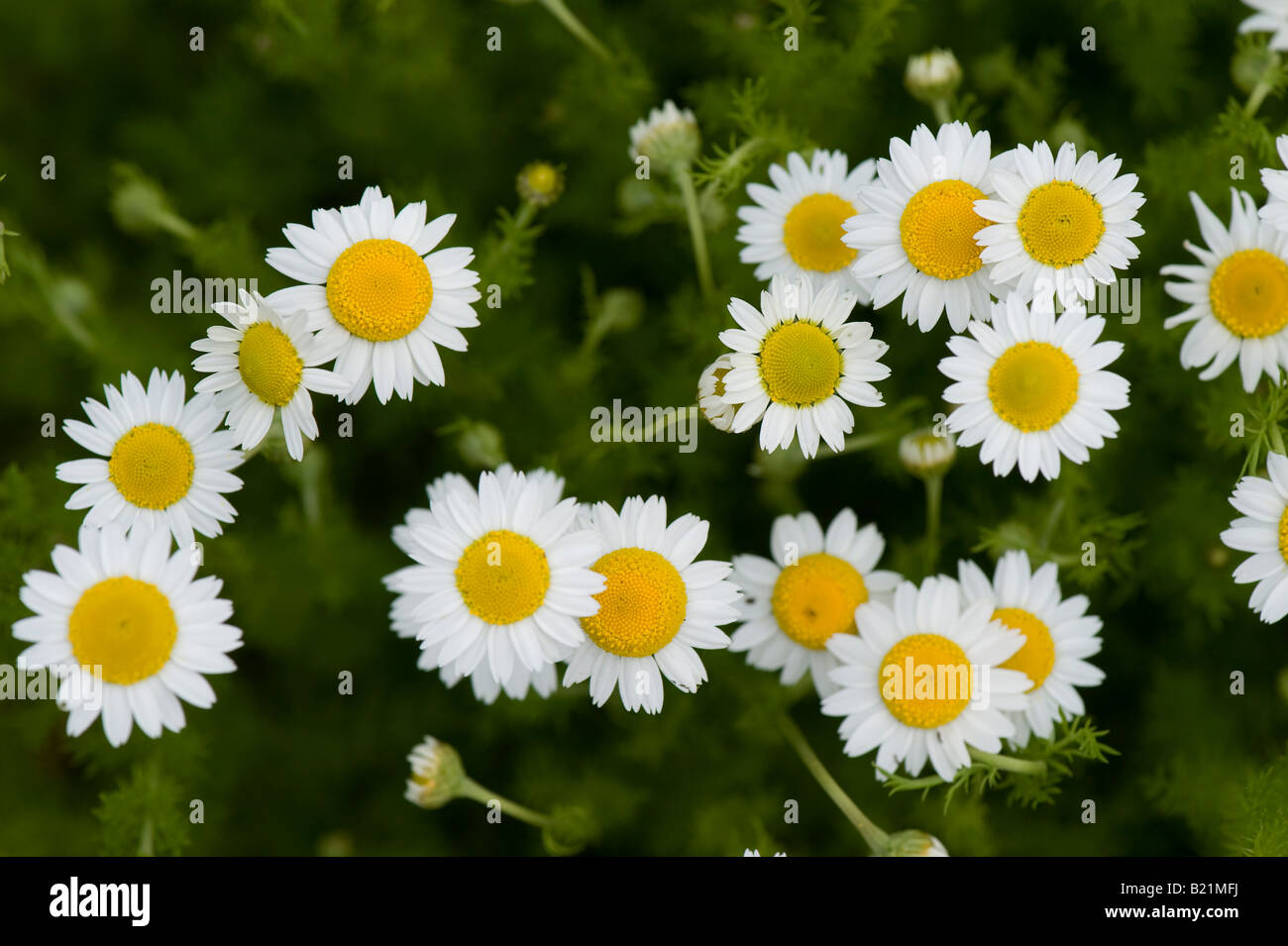 Anthemis nobilis. Roman chamomile flowers Stock Photo - Alamy