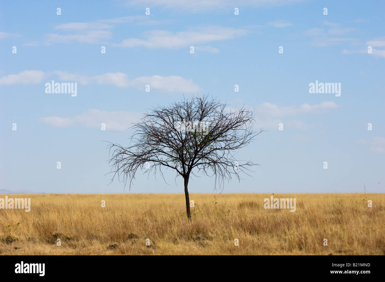 Tree in Omo Valley, Ethiopia Stock Photo - Alamy
