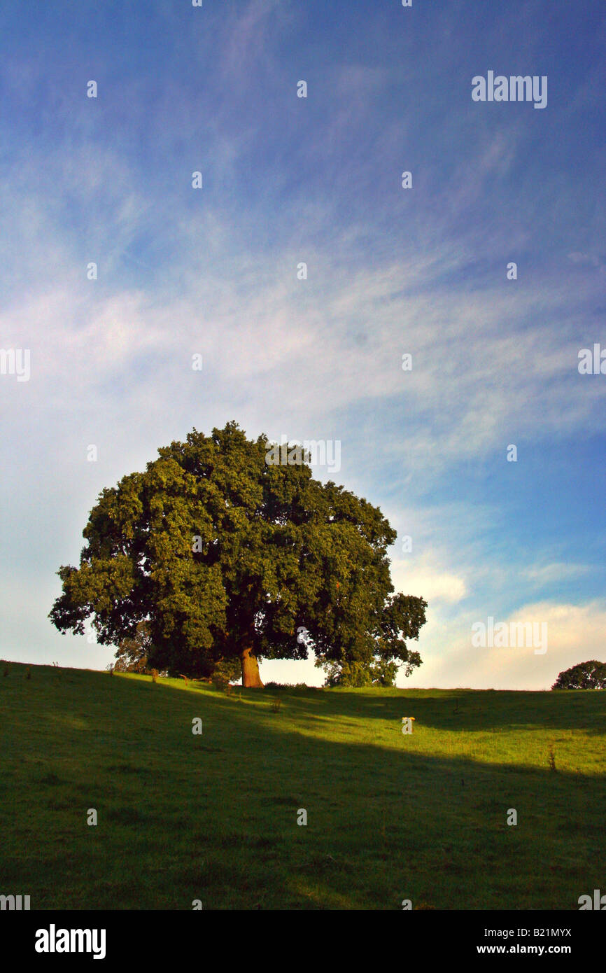 British oak tree hi-res stock photography and images - Alamy