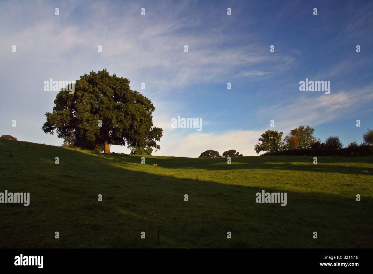 Oak tree in a farmers field Stock Photo - Alamy