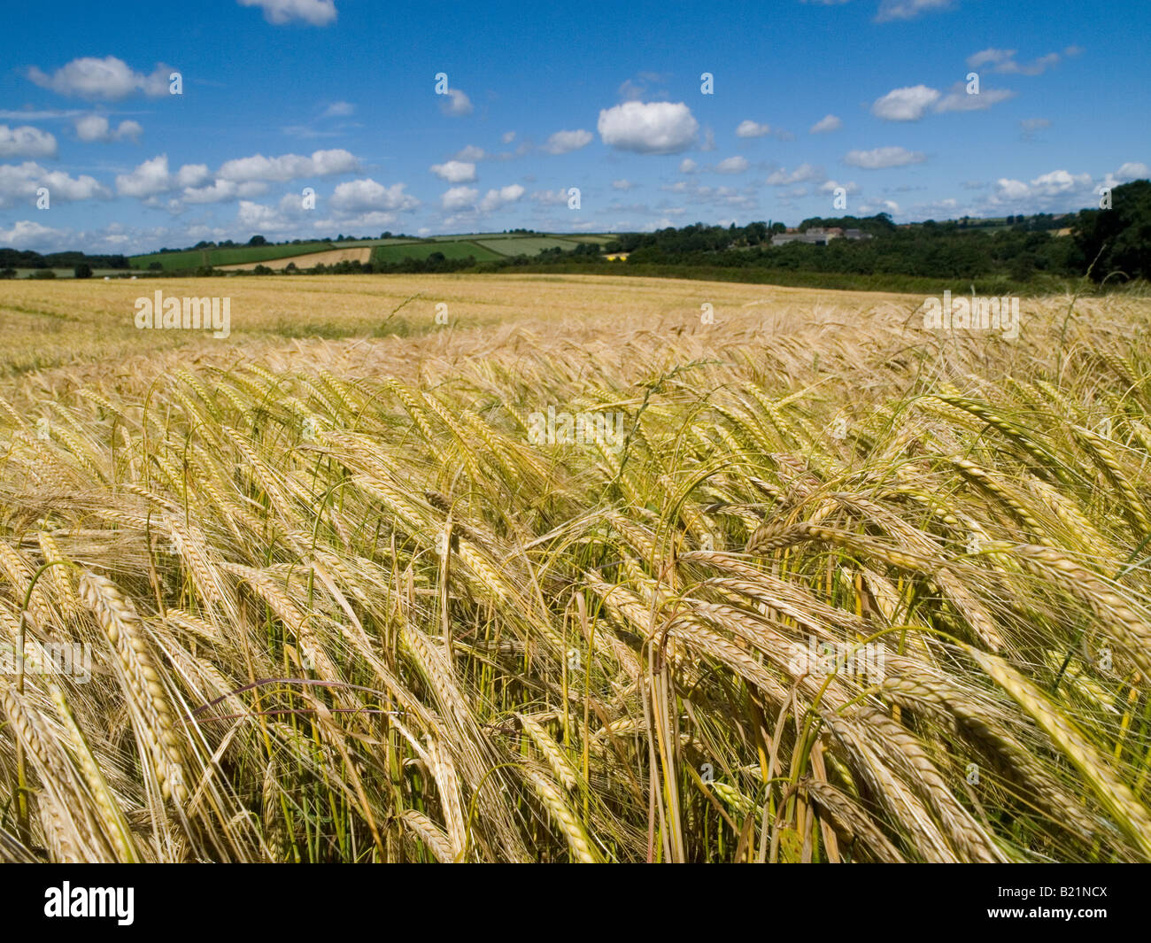 A field of corn, Chesterfield Derbyshire UK Stock Photo - Alamy