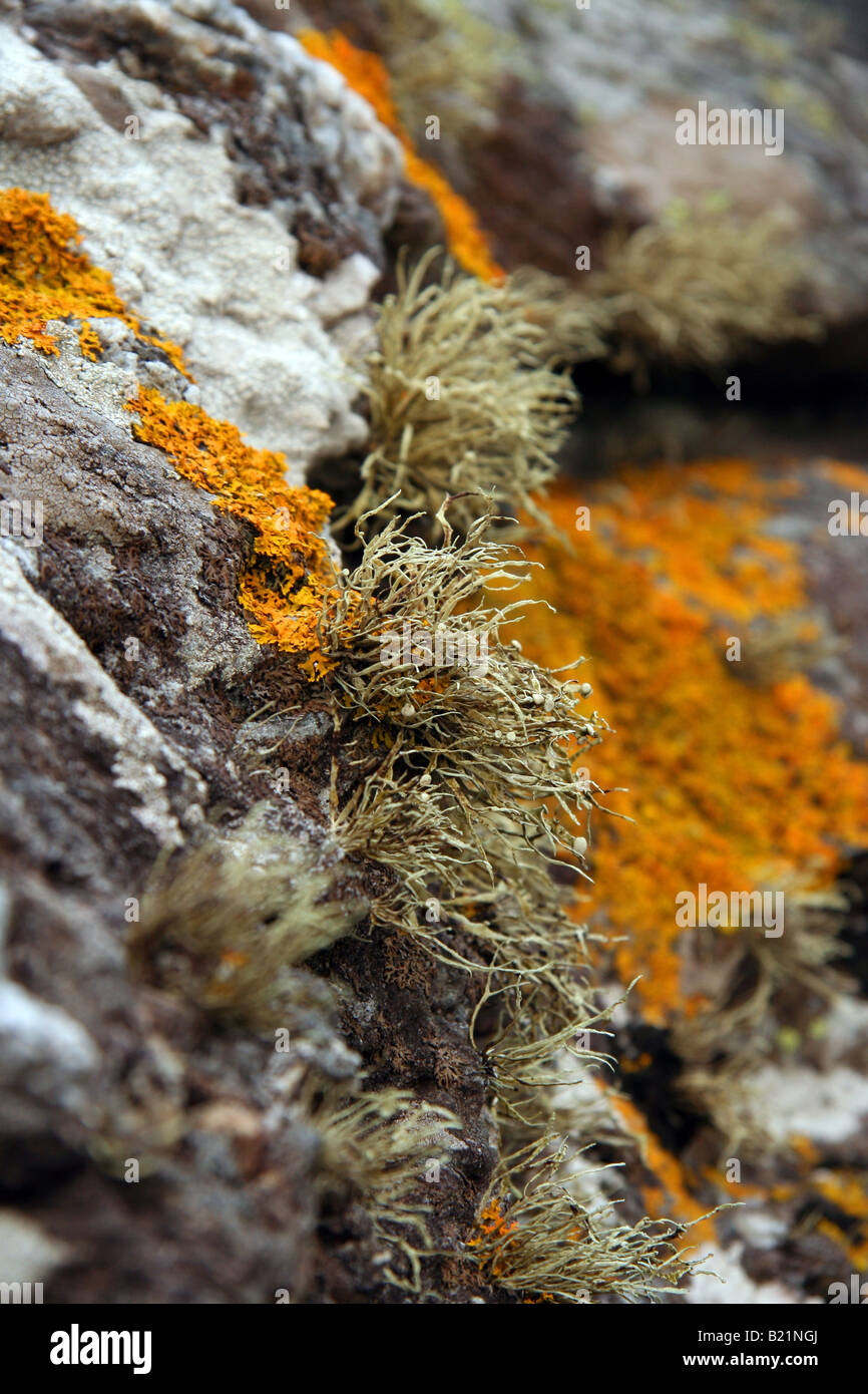 Orange lichen beside the argyll coast, Scotland Stock Photo - Alamy