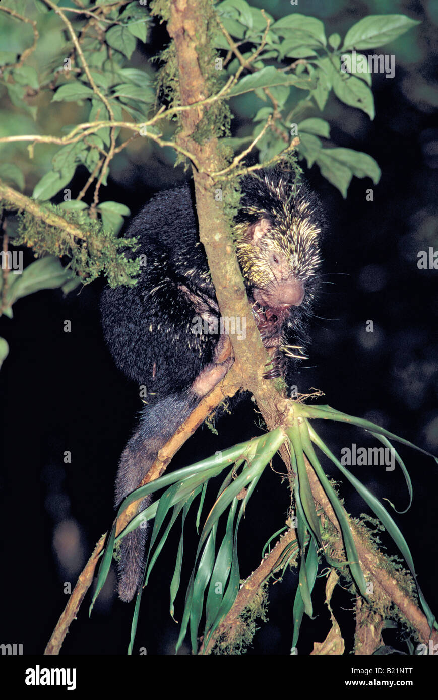 Sphiggurus mexicanus hi-res stock photography and images - Alamy