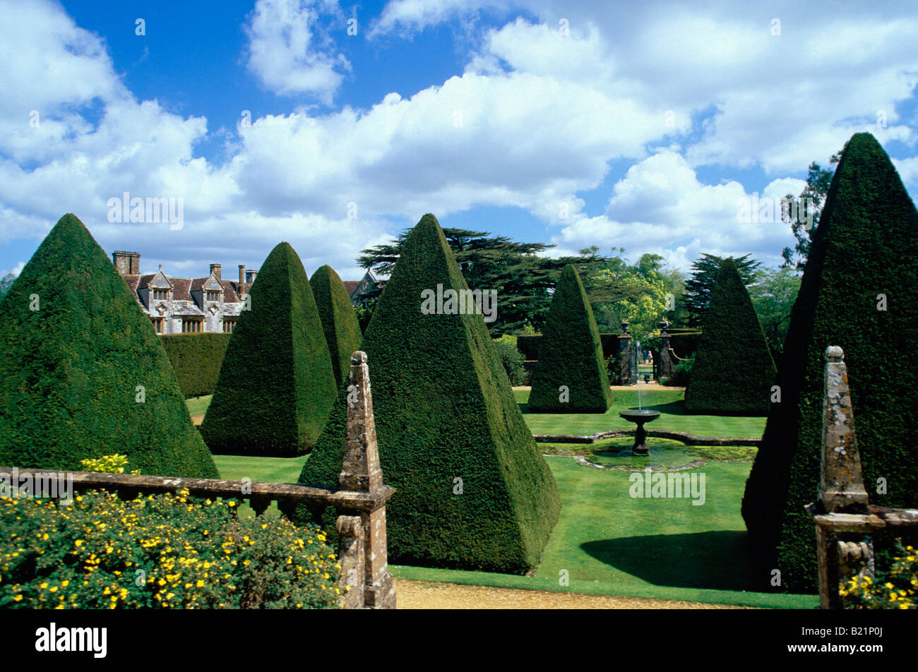 Pyramid like shaped trees Athelhampton House and Gardens Dorset England ...