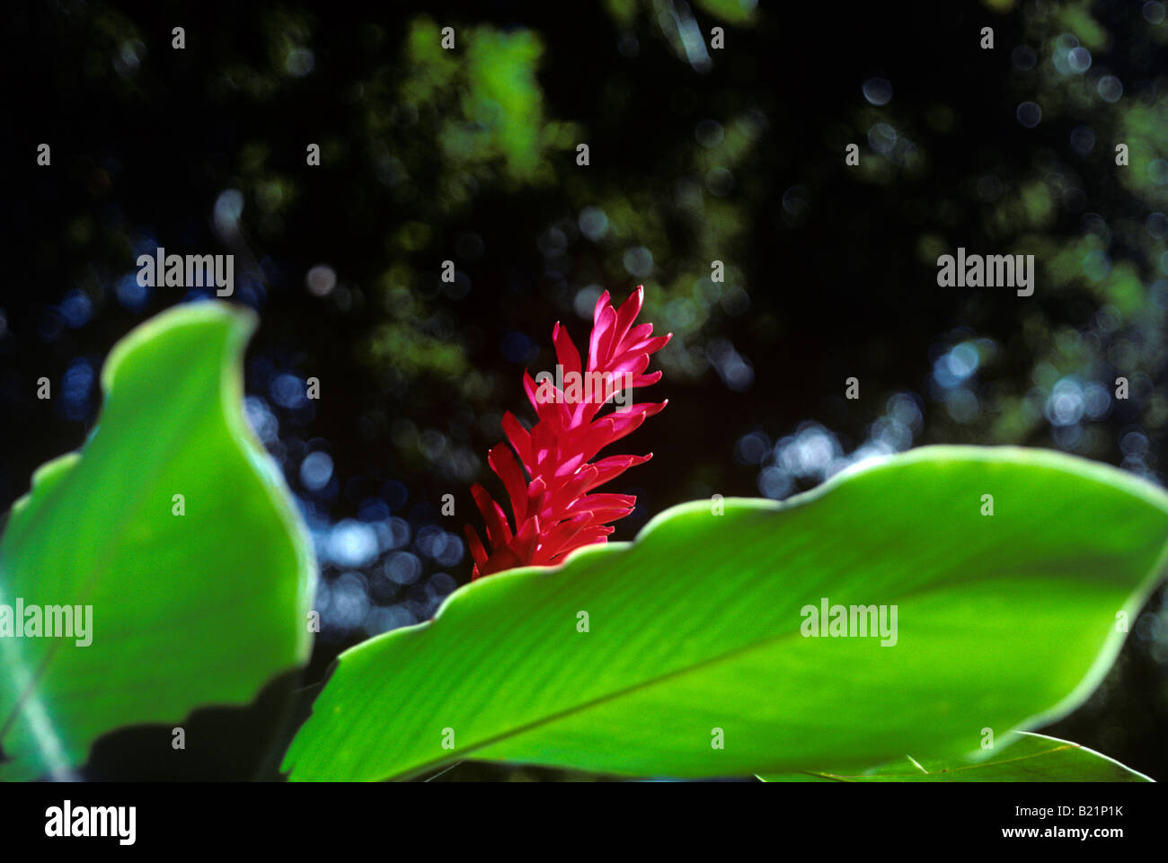 Hawaiian ginger plant hi-res stock photography and images - Alamy