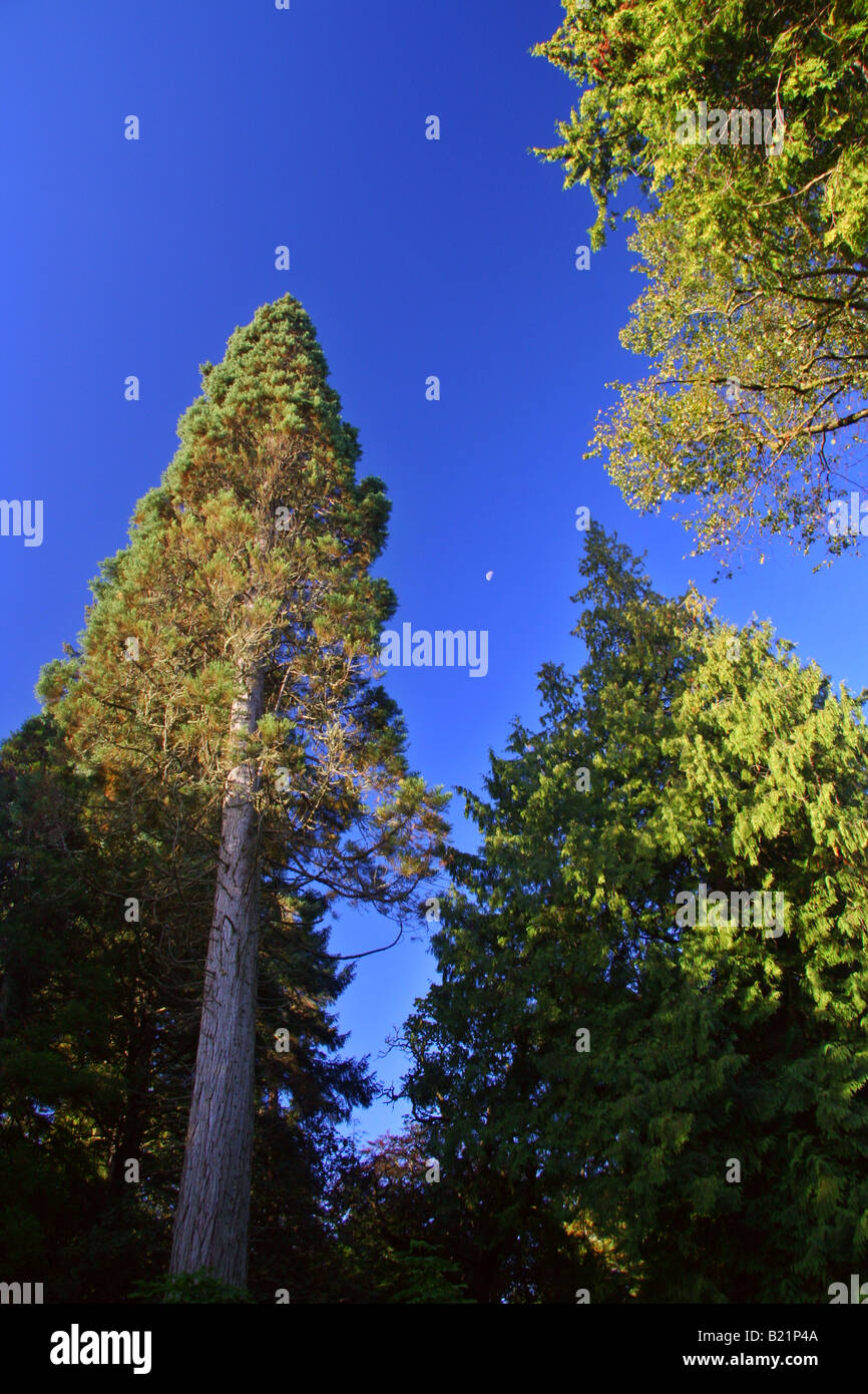 Autumn trees (Redwoods) and the moon in clear morning sunshine, Kintyre ...