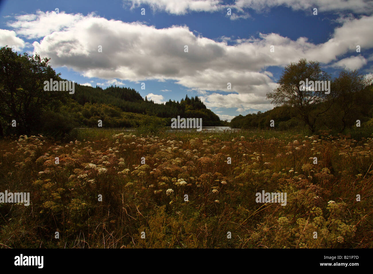 Knapdale forest scene, Argyll, Scotland Stock Photo - Alamy