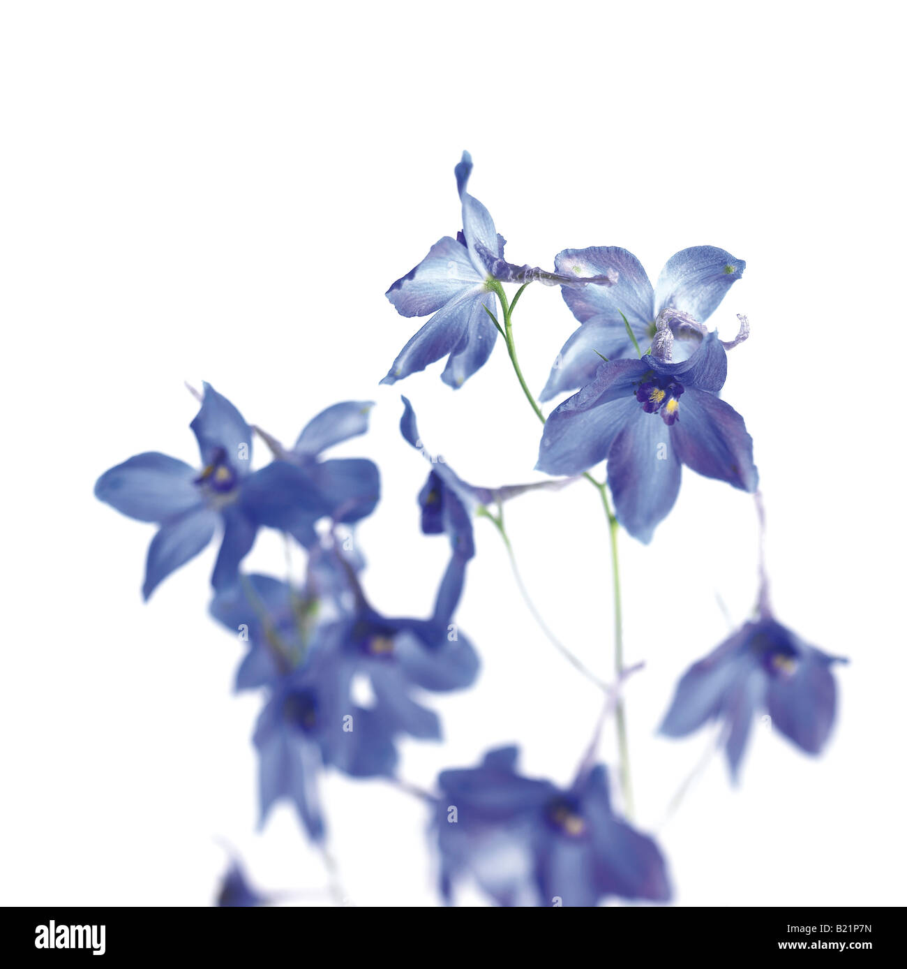blue flower on white background Stock Photo - Alamy