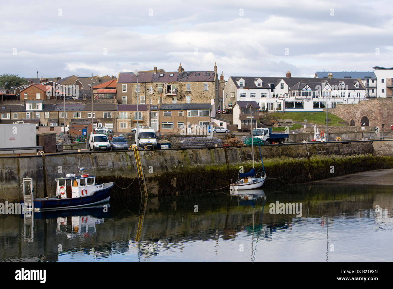 Northumberland bird town hi-res stock photography and images - Alamy