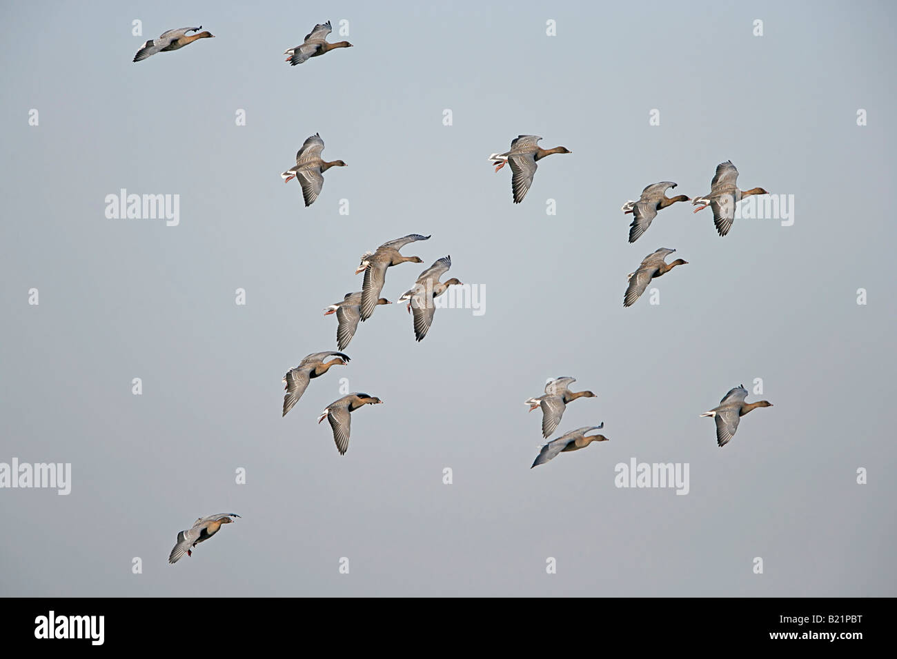 PINK FOOTED GEESE Anser brachyrhynchus group flying in to land ...
