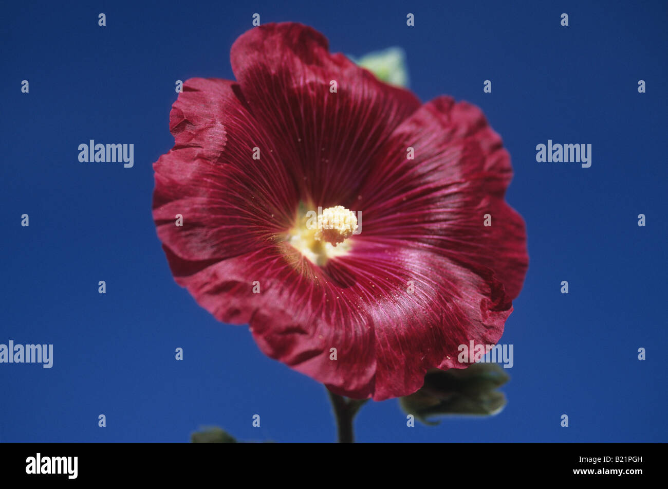 Hollyhocks flower against blue sky Stock Photo - Alamy