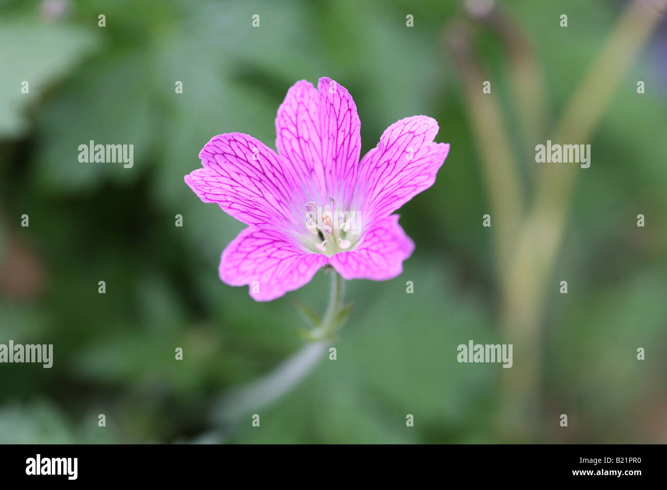 A close up picture of a Wild Geranium (Geranium maculatum) or ...